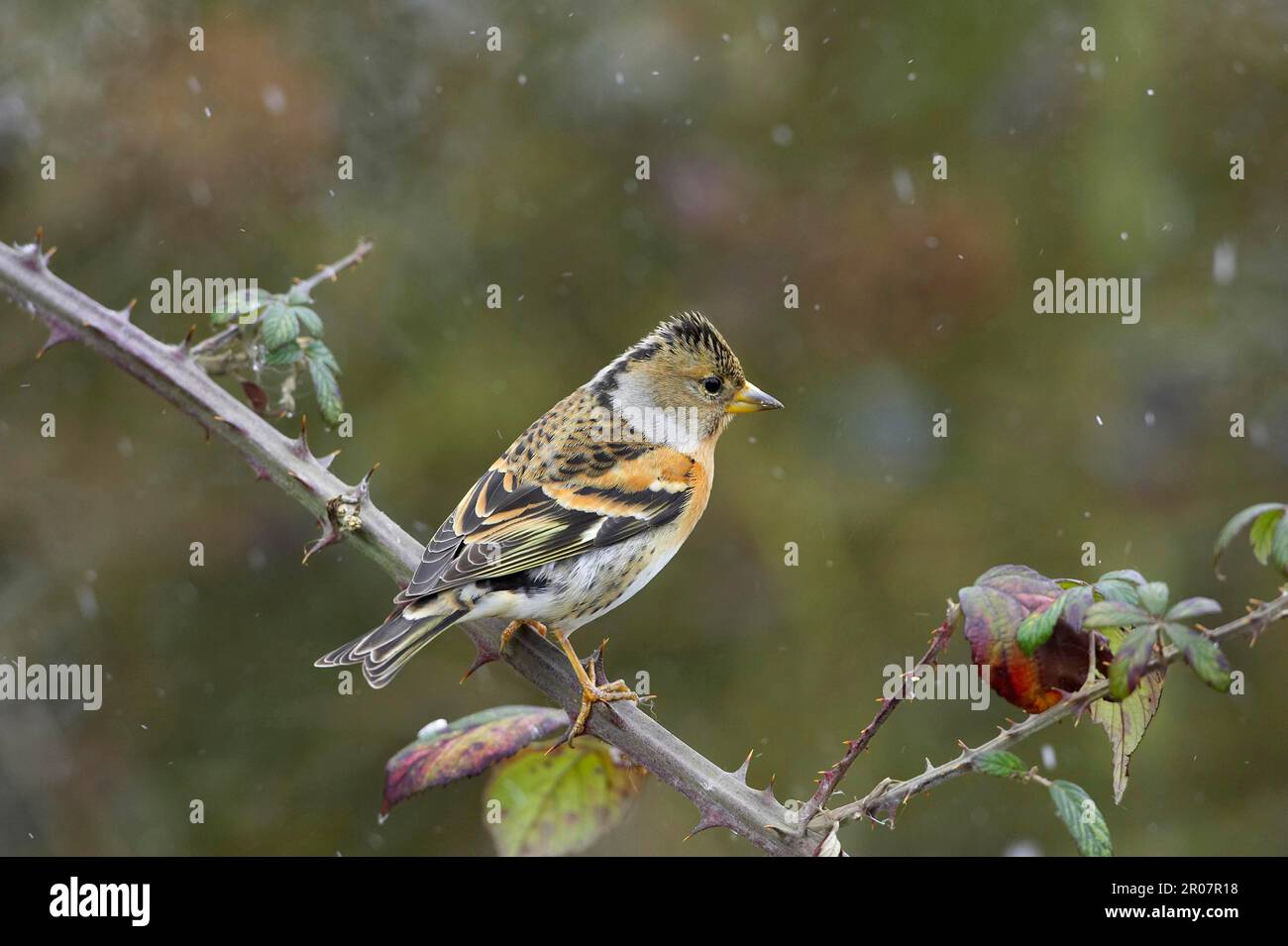 Brambling, bramblings (Fringilla montifringilla), songbirds, animals ...