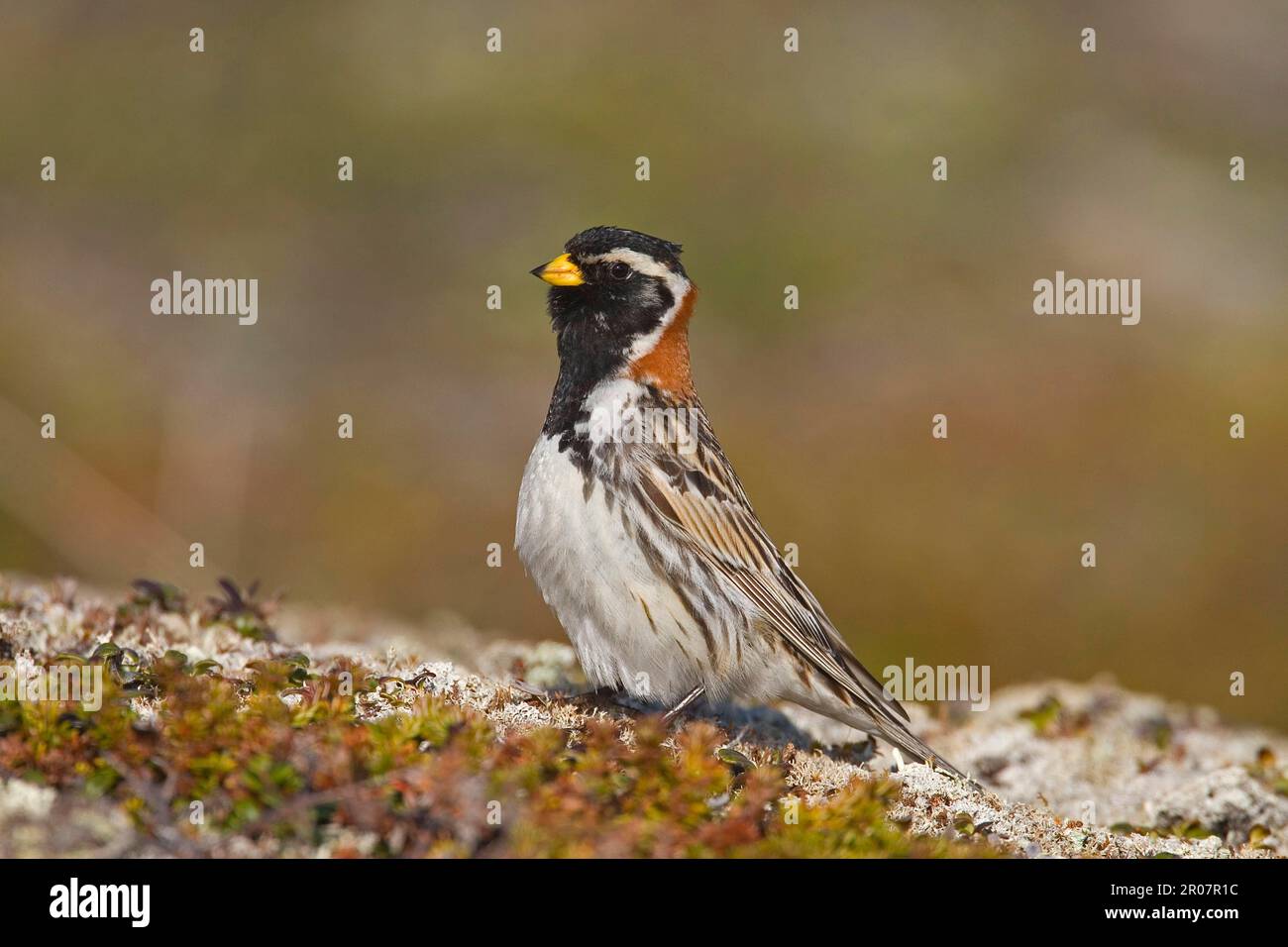 Lapland longspur (Calcarius lapponicus) adult male, standing on the ...