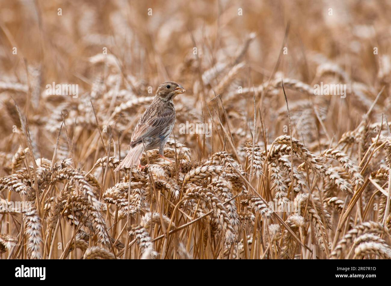 Corn corn bunting (Miliaria calandra) adult, feeding on grain in ...