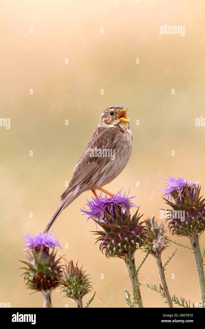Corn bunting (Miliaria calandra), adult male, singing, sitting on the ...