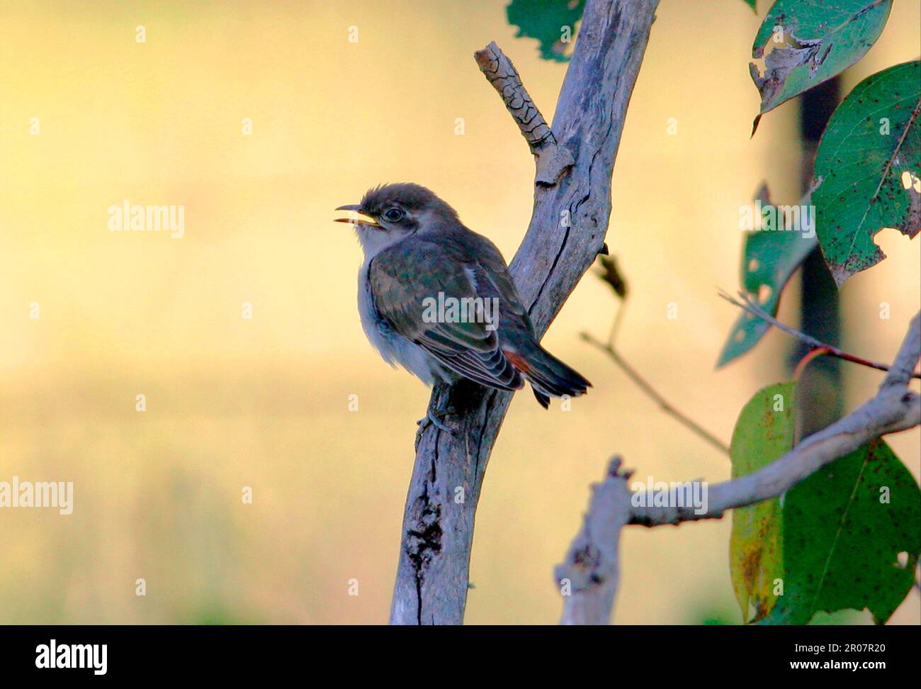 Horsfield's bronze cuckoo (Chrysococcyx basalis), Red-tailed Cuckoos ...
