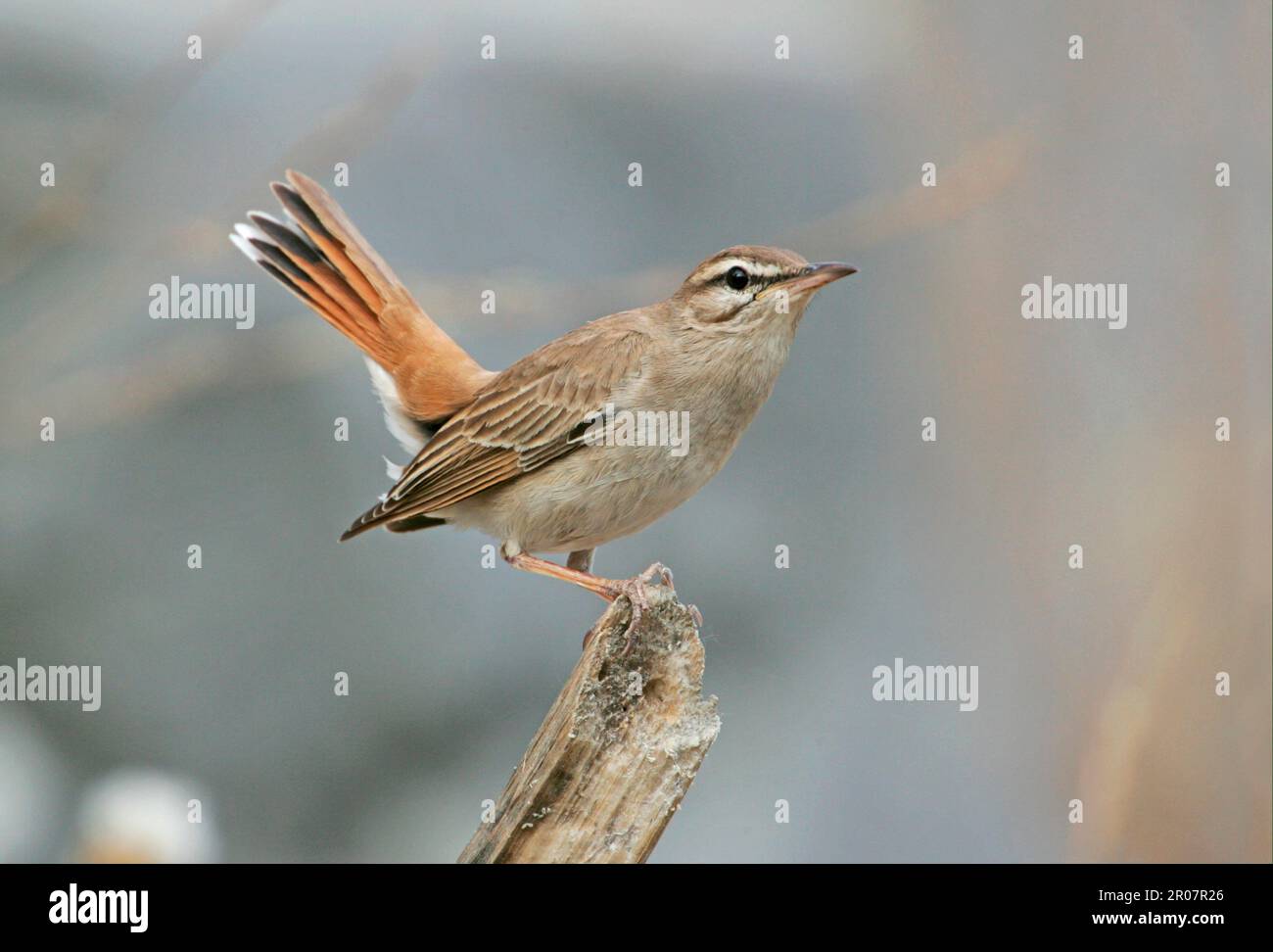 Rufous-tailed Scrub-robin (Cercotrichas galactotes) adult male, cocking ...