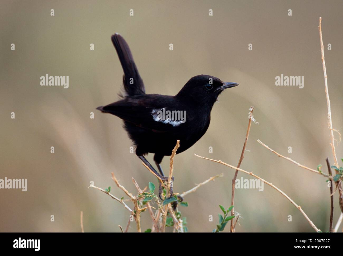Hadess's Chat, Hadess's Chat, Songbirds, Animals, Birds, Sooty Chat (Myrmecocichla nigra) Male ...