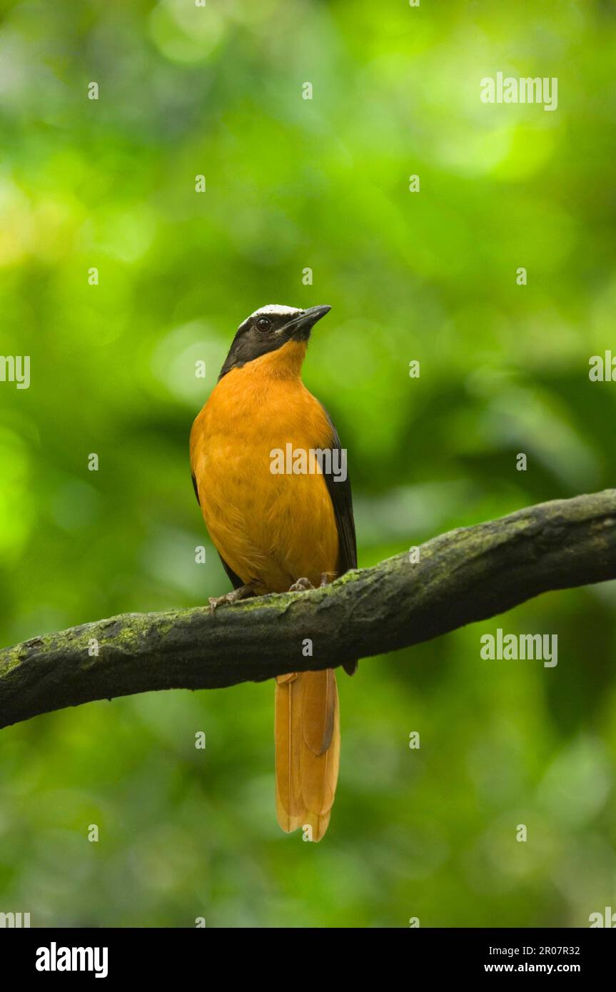White-crowned Robin-chat (Cossypha albicapilla) adult, perched ...