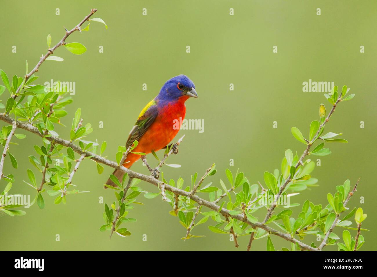 Painted Bunting (Passerina ciris) adult male, perched on twig, South ...