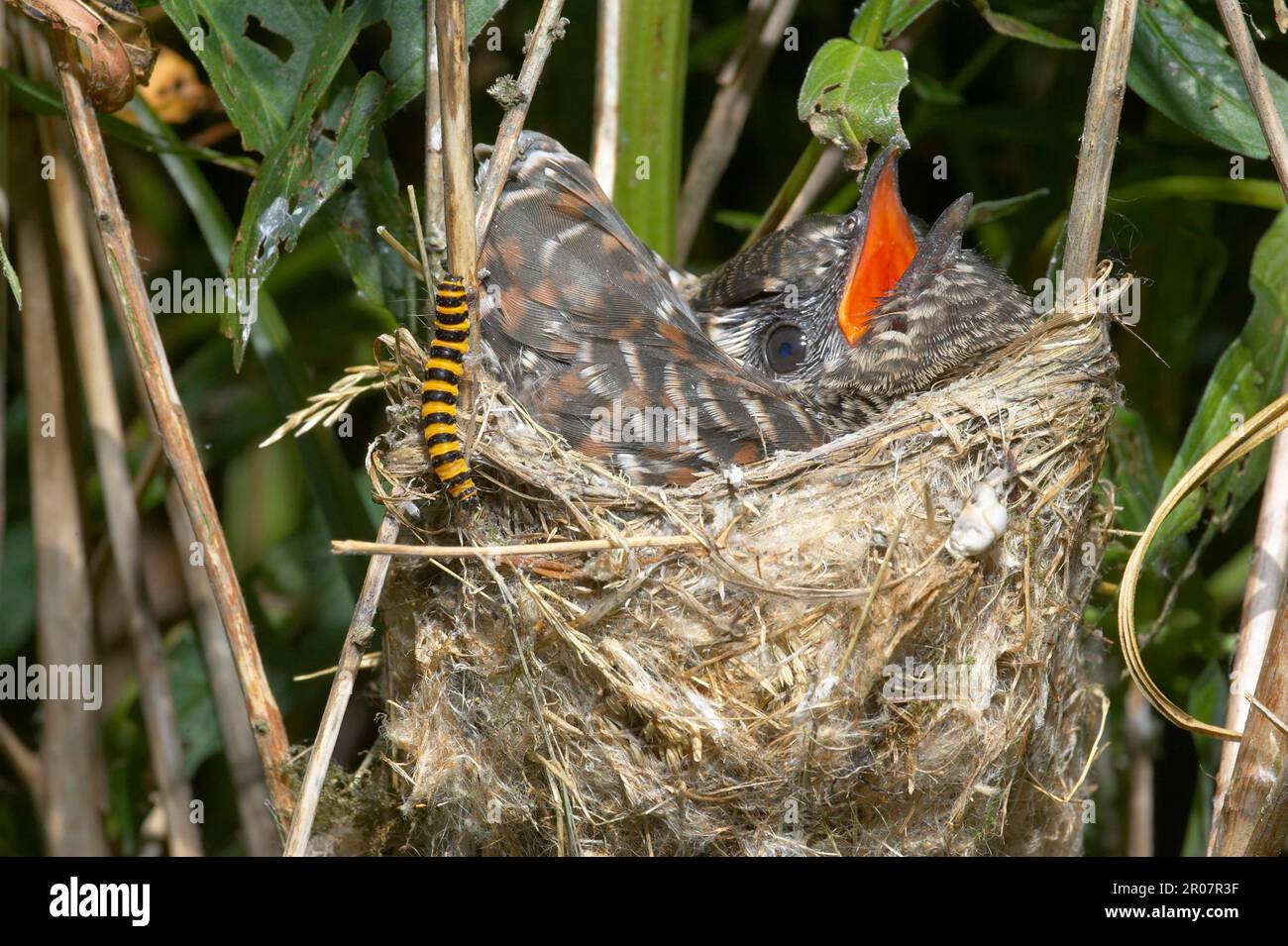 Common Cuckoo (Cuculus canorus) young in nest of Reed Warbler, Cinnabar ...