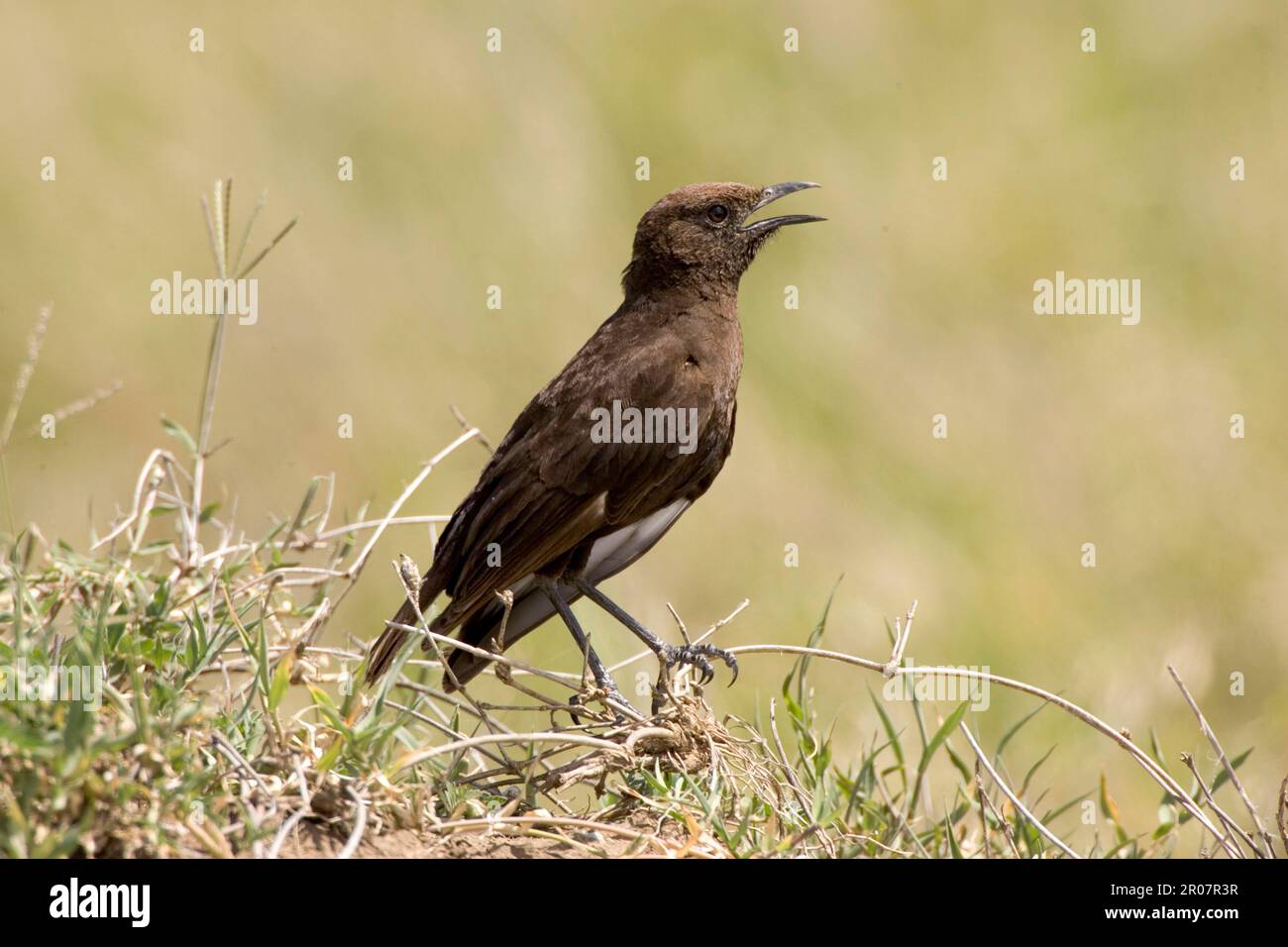Northern anteater Chat, song, Serengeti, Tanzan Mymecocichla aethiops ...