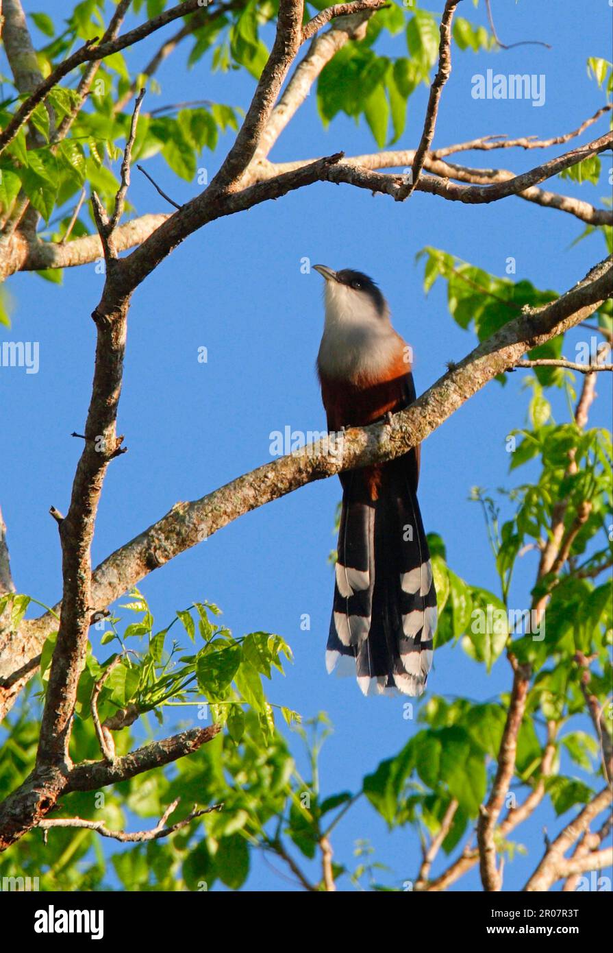 Adult cuckoo (Hyetornis pluvialis), sitting on a tree, Marshall's Pen ...