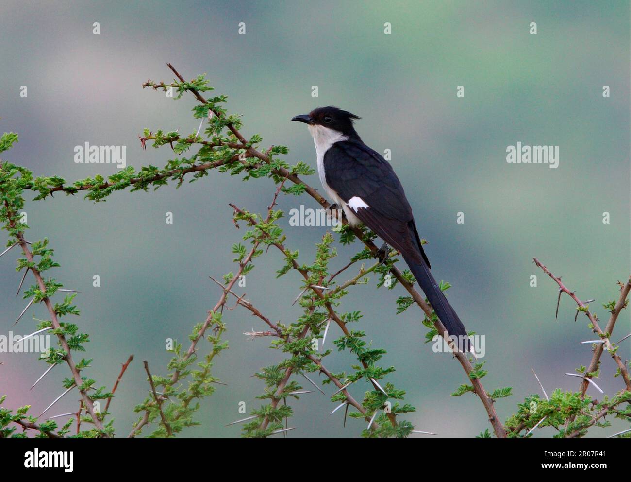 Jacobin cuckoo oxylophus jacobinus adult hi-res stock photography and ...