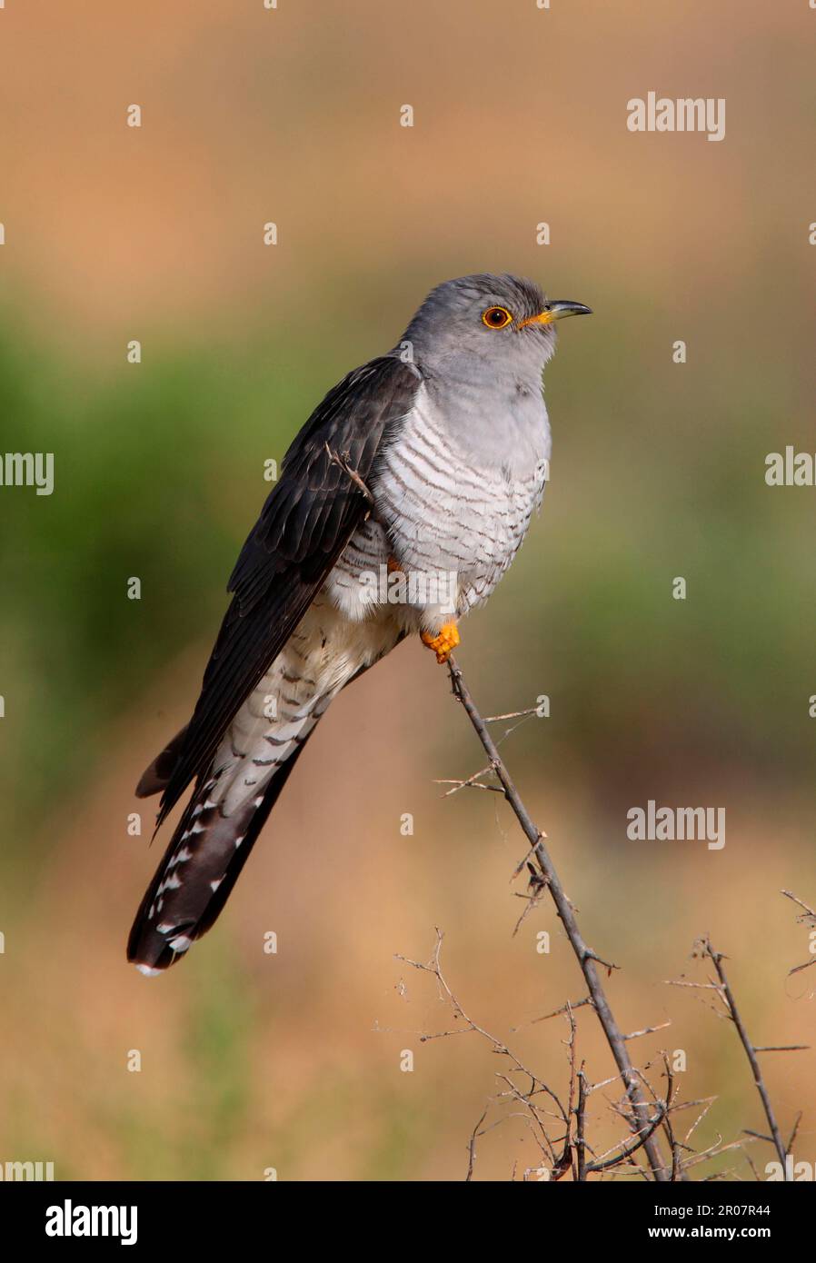 Cuckoo, common cuckoos (Cuculus canorus), European Cuckoo, European ...