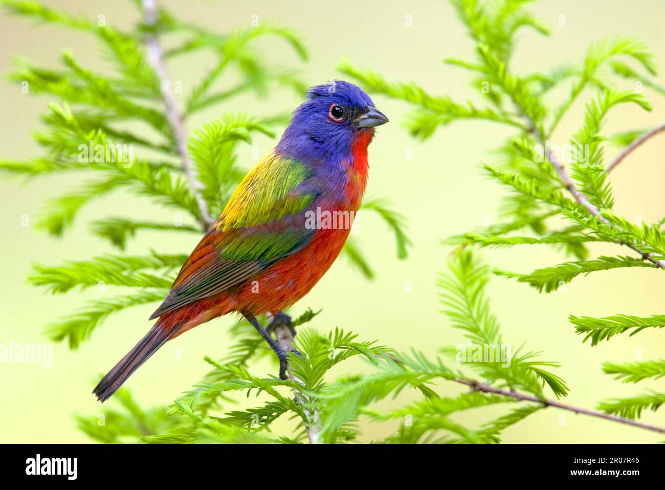 Painted Bunting (Passerina ciris) adult male, perched on cypress twig ...