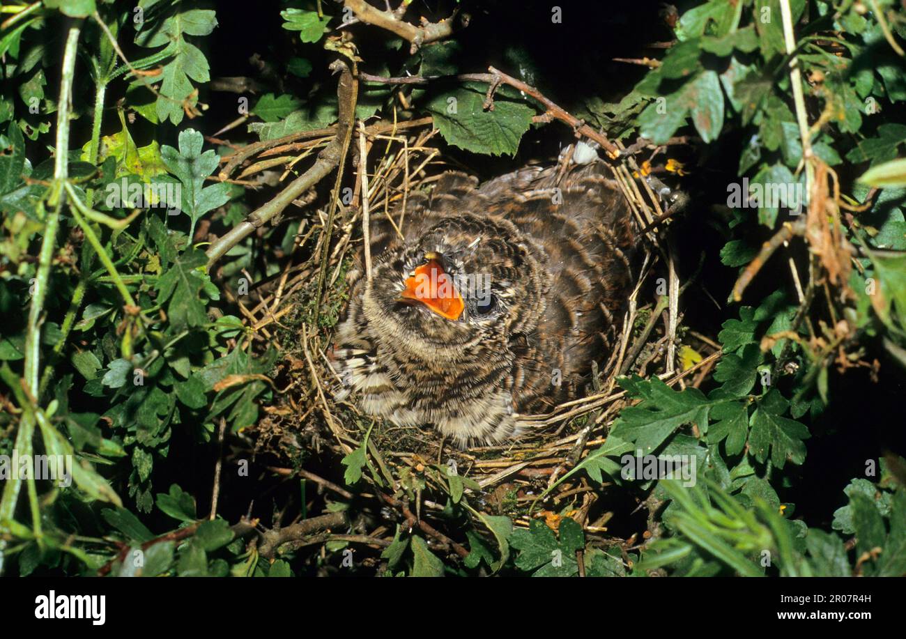 Common Cuckoo (Cuculus canorus) young, sitting in nest, begging ...