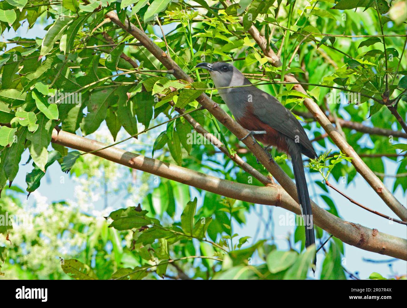 Hyetornis pluvialis, rain cuckoo, rain cuckoos, animals, birds, cuckoos ...