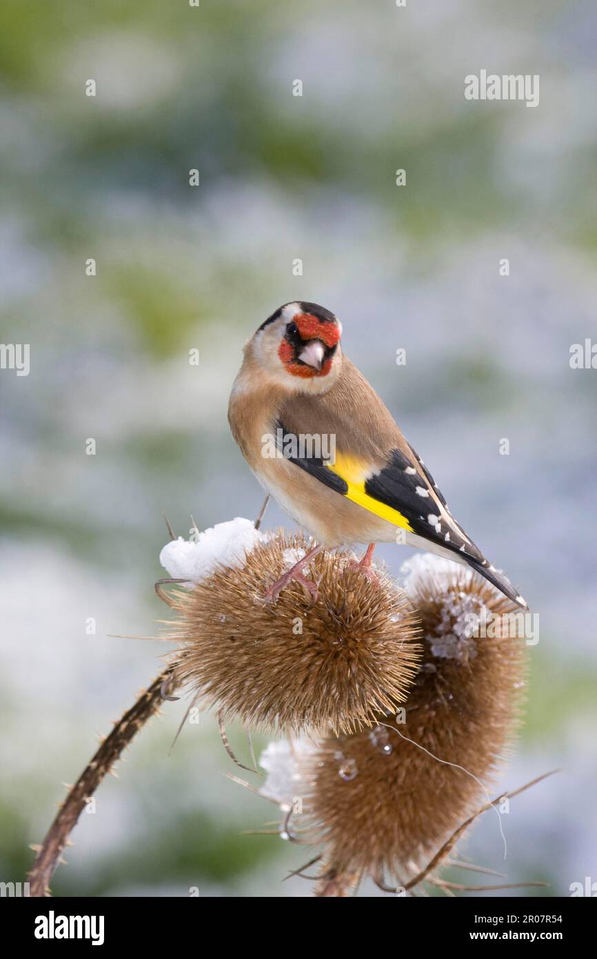 European goldfinch (Carduelis carduelis) adult, feeding, sitting on ...