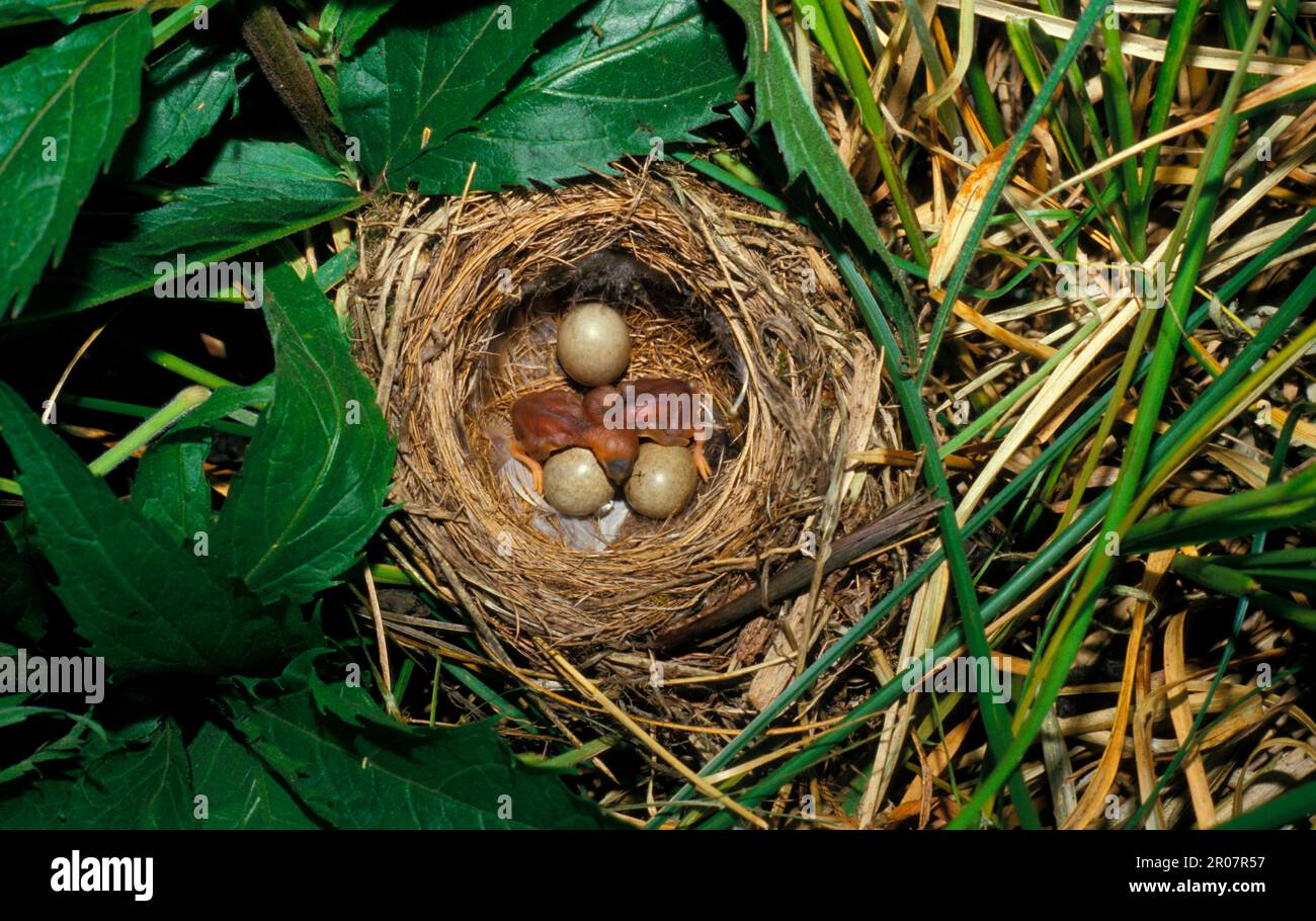 Sedge warbler (Acrocephalus schoenobaenus), songbirds, animals, birds ...