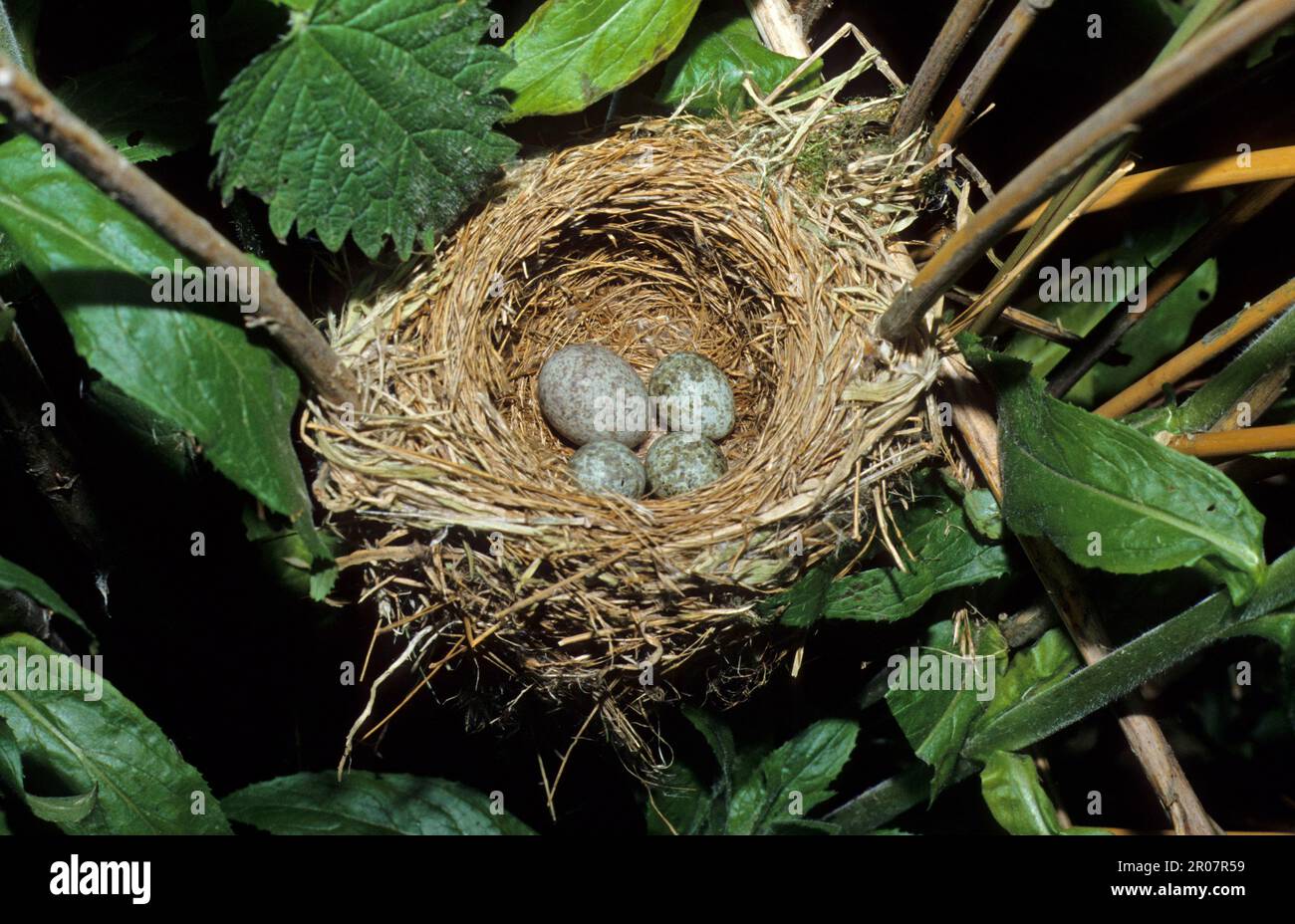 Common Cuckoo (Cuculus canorus) egg, in Reed Warbler (Acrocephalus ...