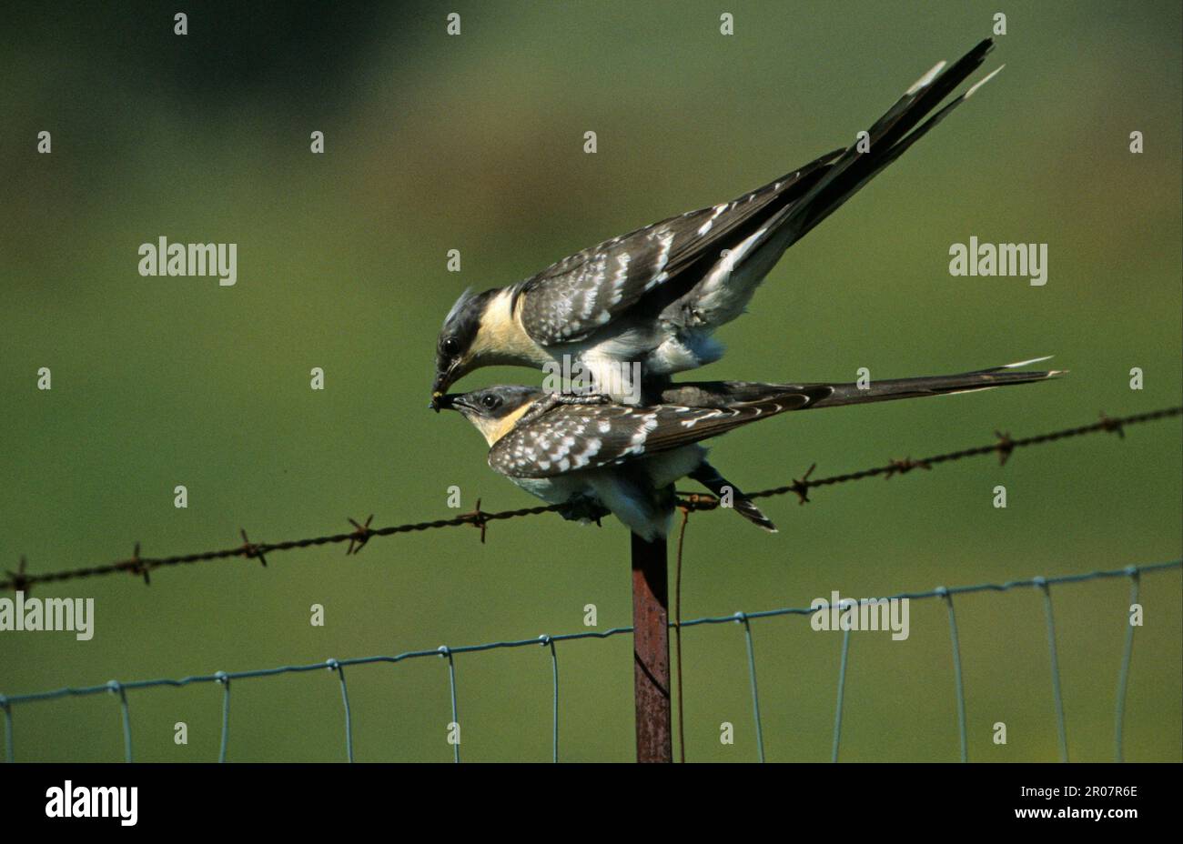 Jay Cuckoo, great spotted cuckoos (Clamator glandarius), Animals, Birds ...
