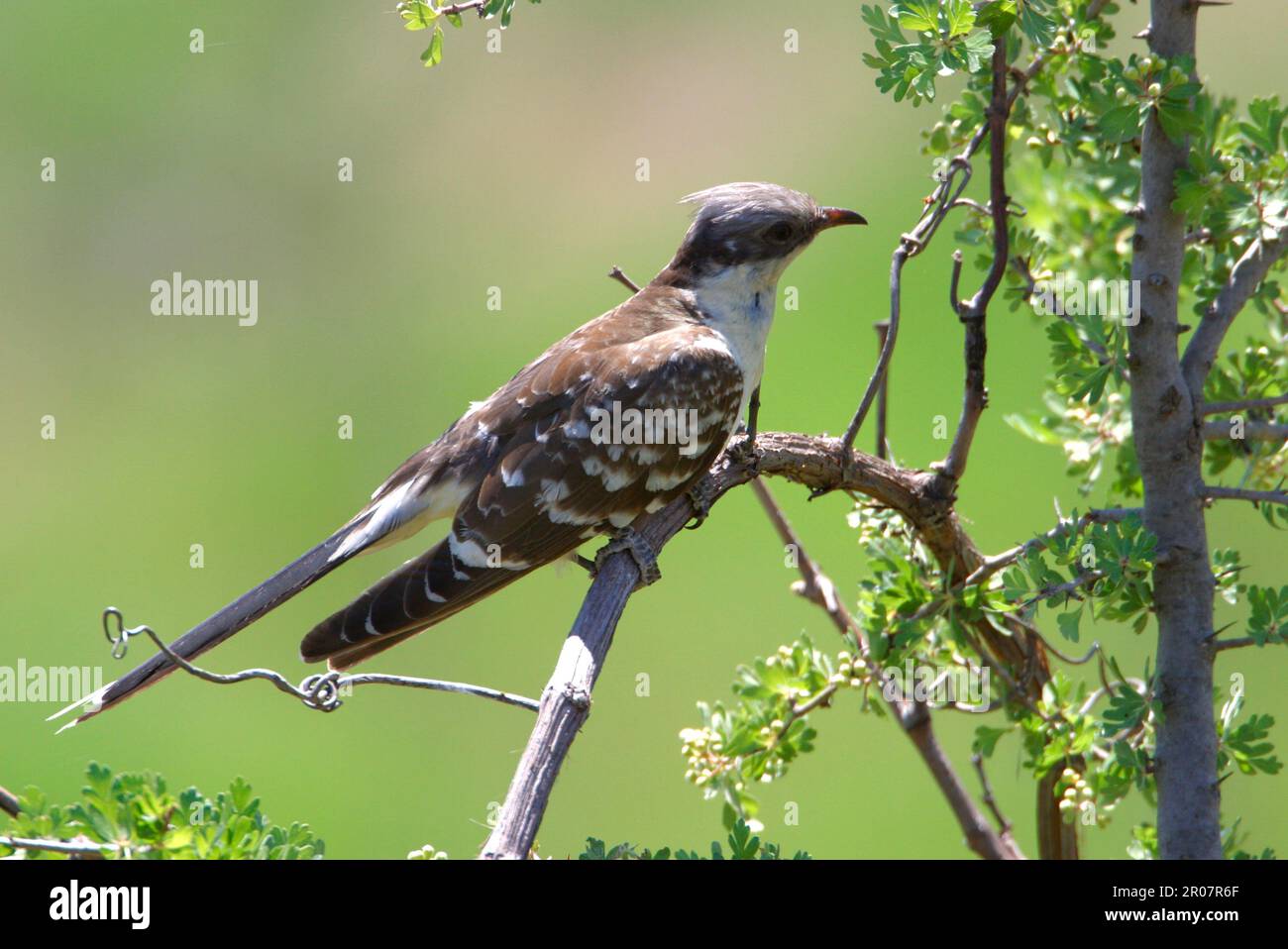 Jay Cuckoo, great spotted cuckoos (Clamator glandarius), Animals, Birds ...