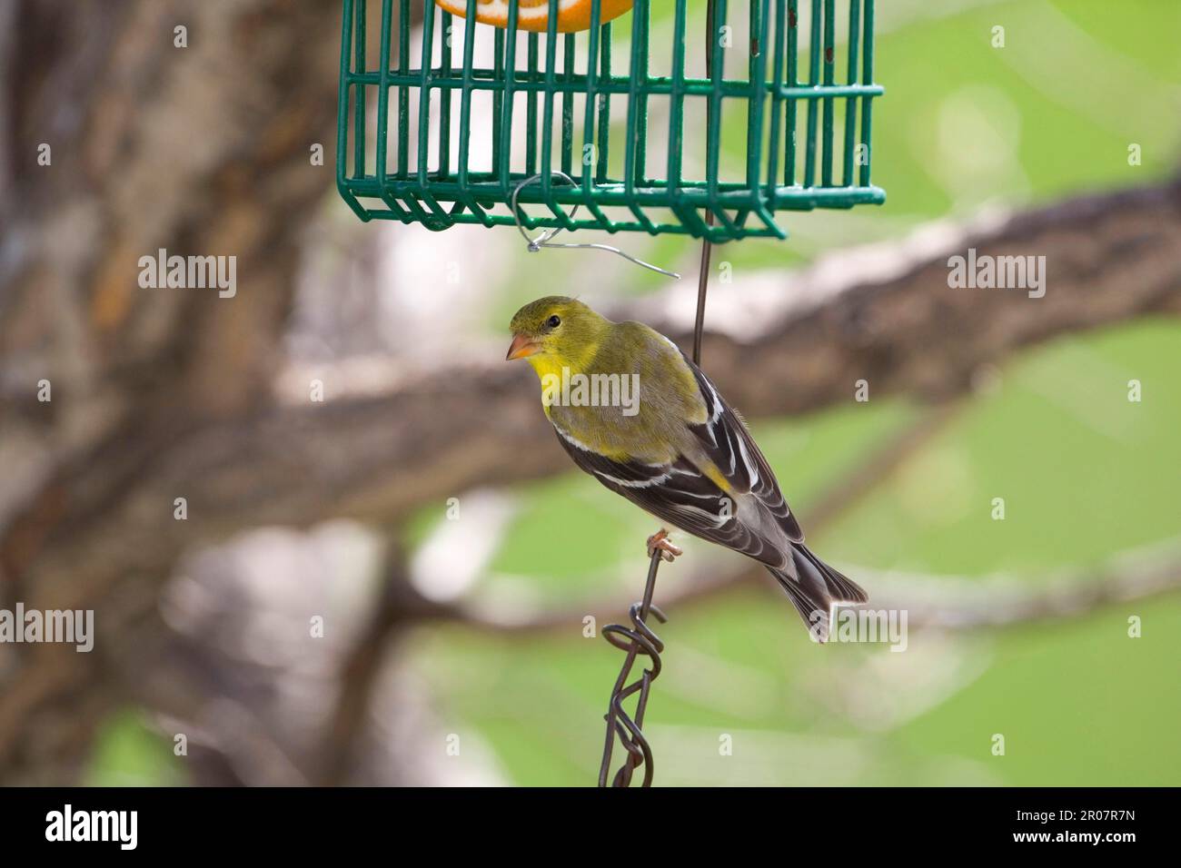 Female american goldfinch bird hi-res stock photography and images - Alamy