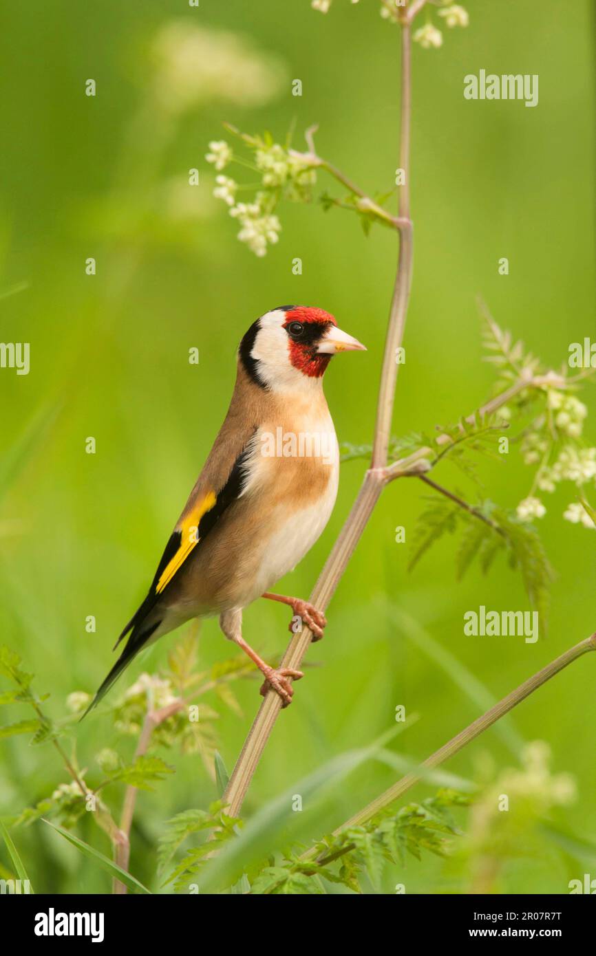 European Goldfinch (Carduelis carduelis) adult, perched on umbellifer ...