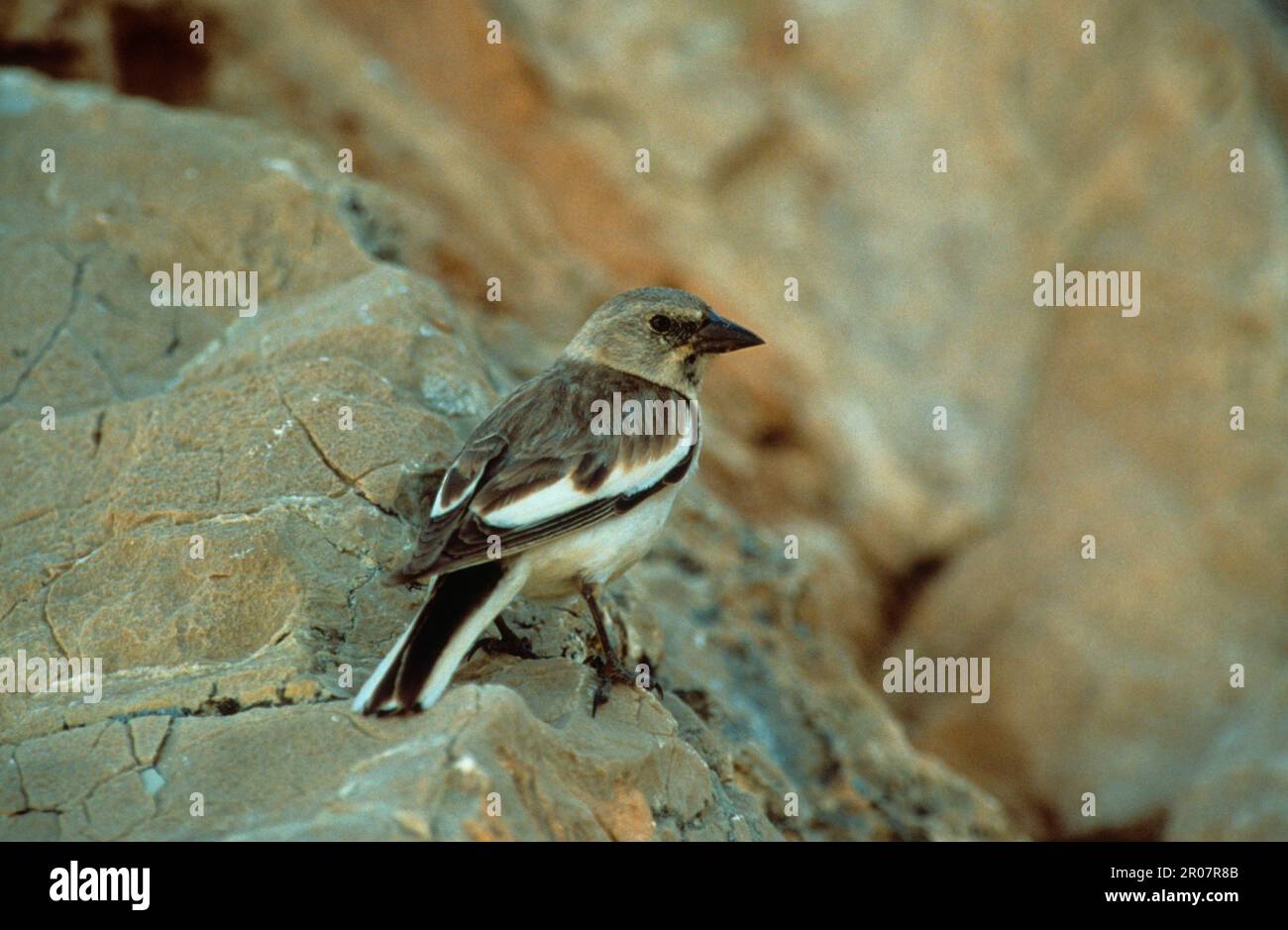 White winged snowfinches hi-res stock photography and images - Alamy