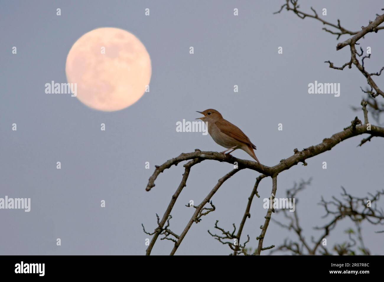 Nightingale bird evening hi-res stock photography and images - Alamy