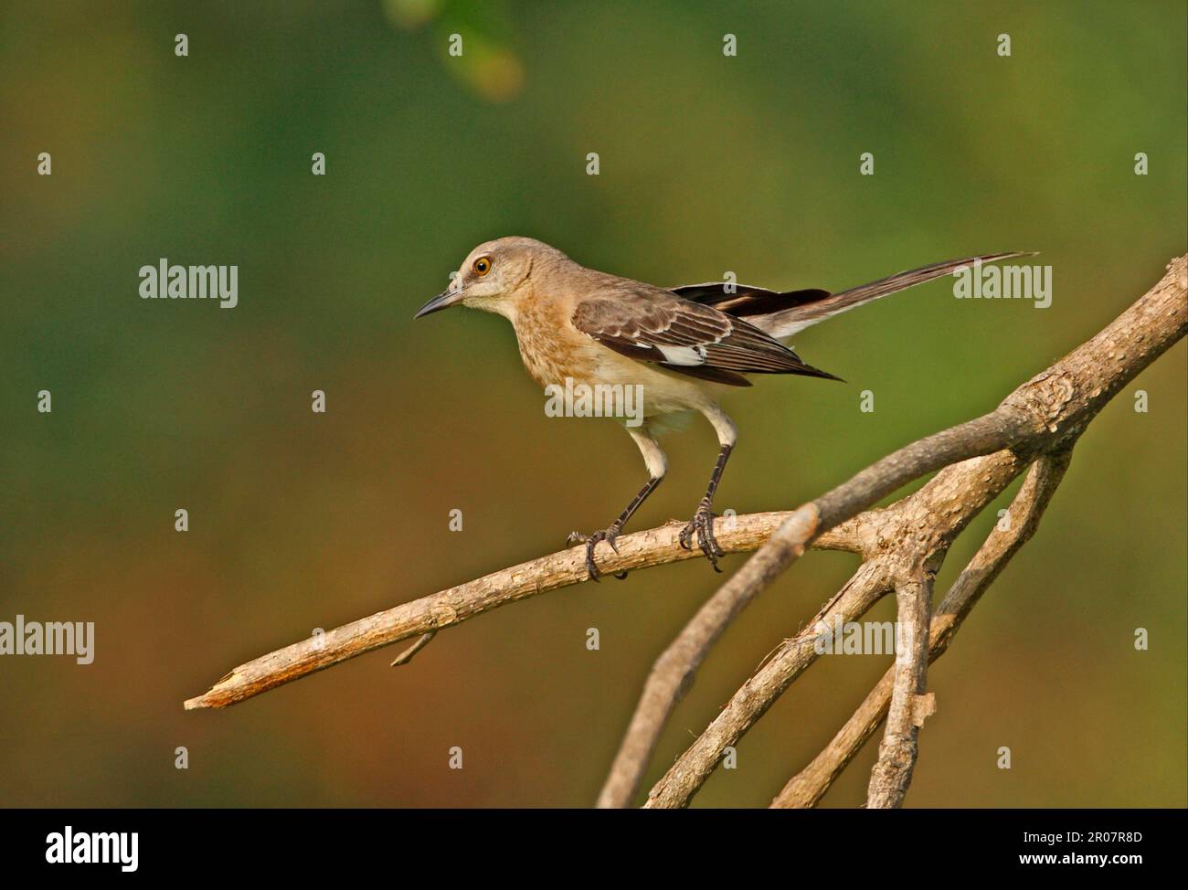 Northern Mockingbird (Mimus polyglottos orpheus) immature, perched on ...