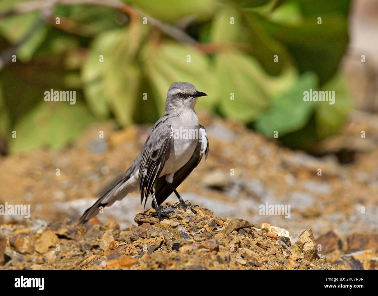Tropical Mockingbird (Mimus gilvus), tropical mockingbird, Tropical ...