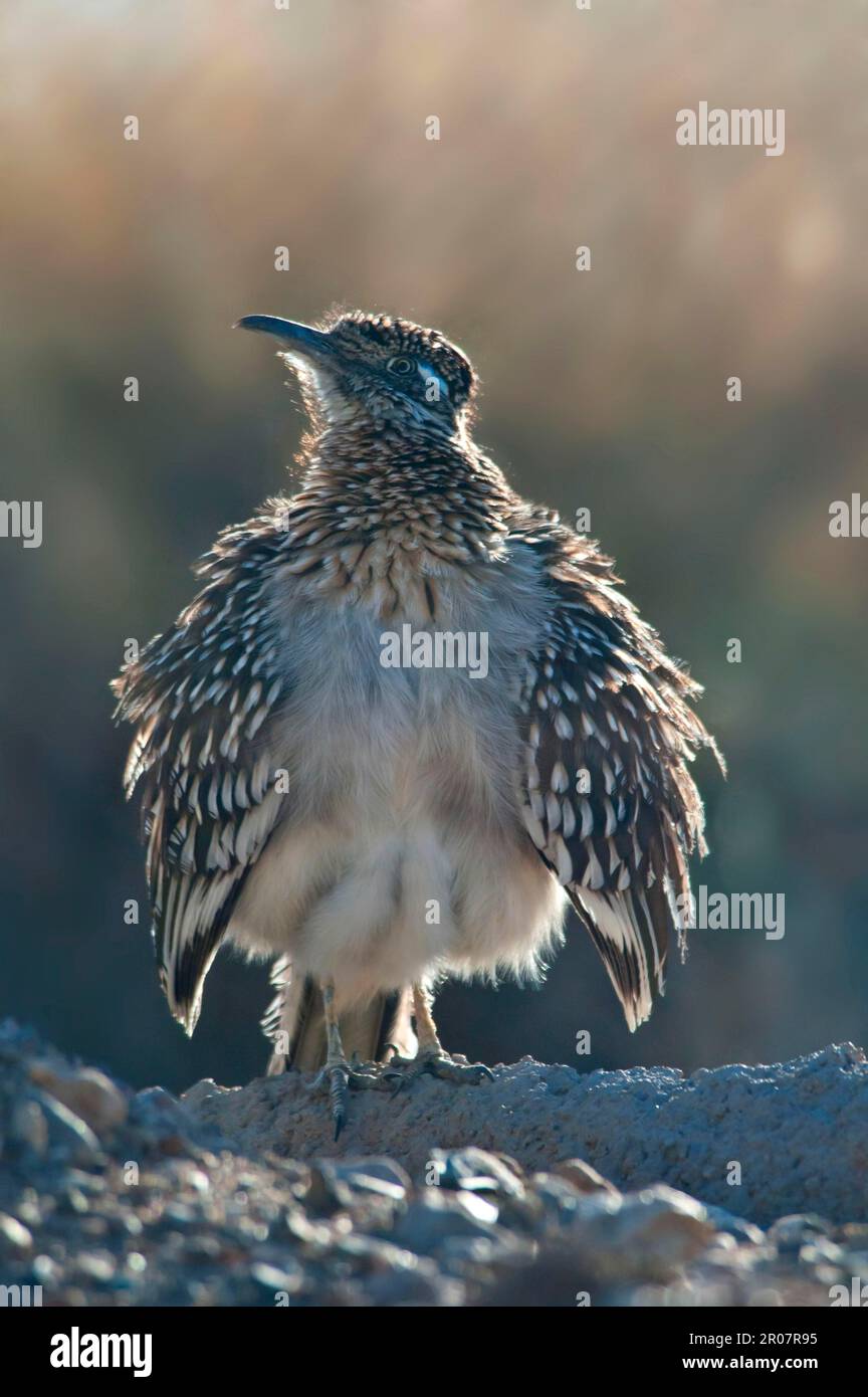 Greater roadrunner (Geococcyx californianus), Roadside Cuckoo, Great ...