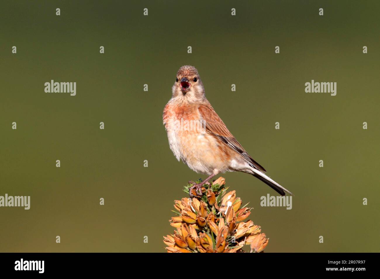 Blood finch hi-res stock photography and images - Alamy