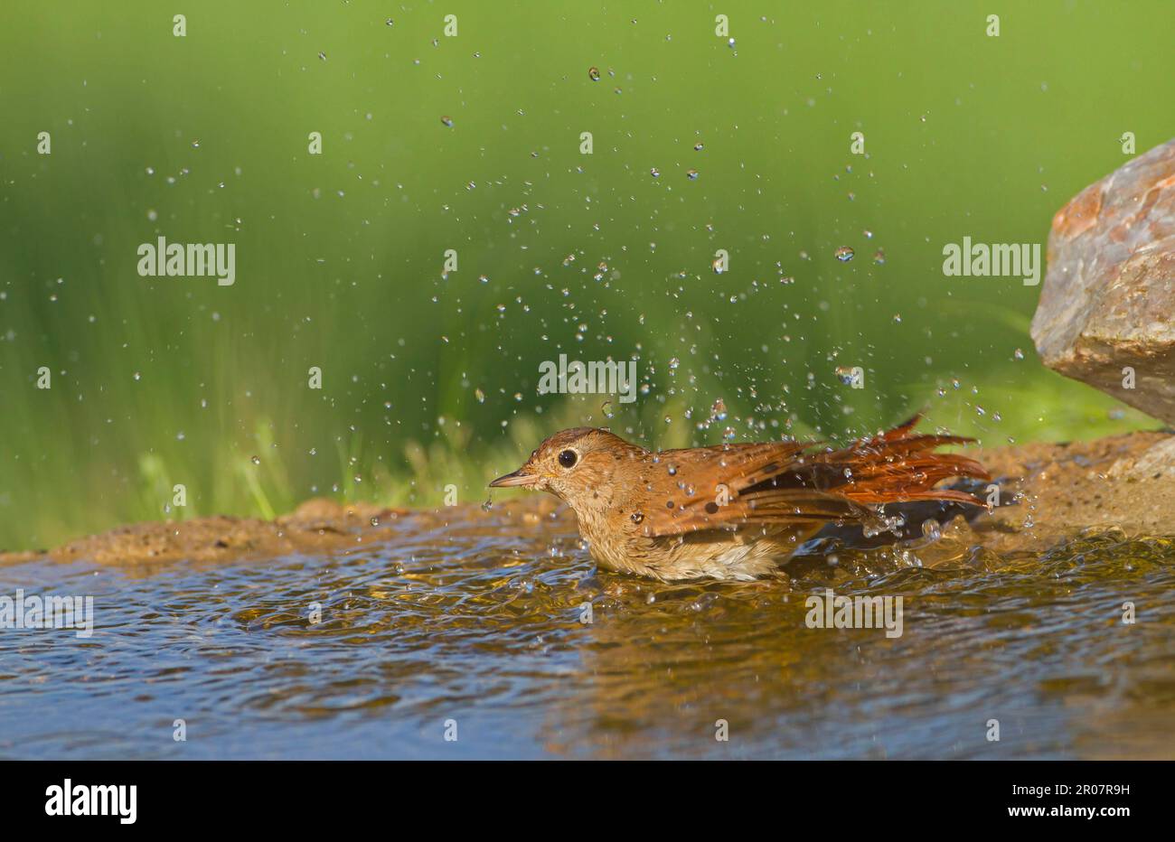 Common Nightingale (Luscinia megarhynchos) adult, bathing in pool ...