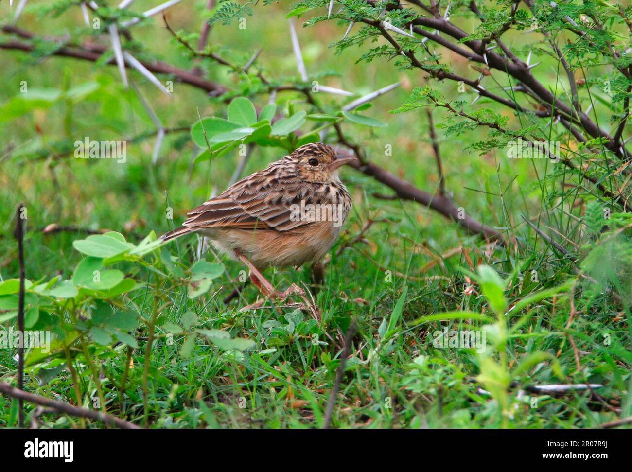 Rufous-winged Lark (Mirafra assamica) adult, standing amongst low ...