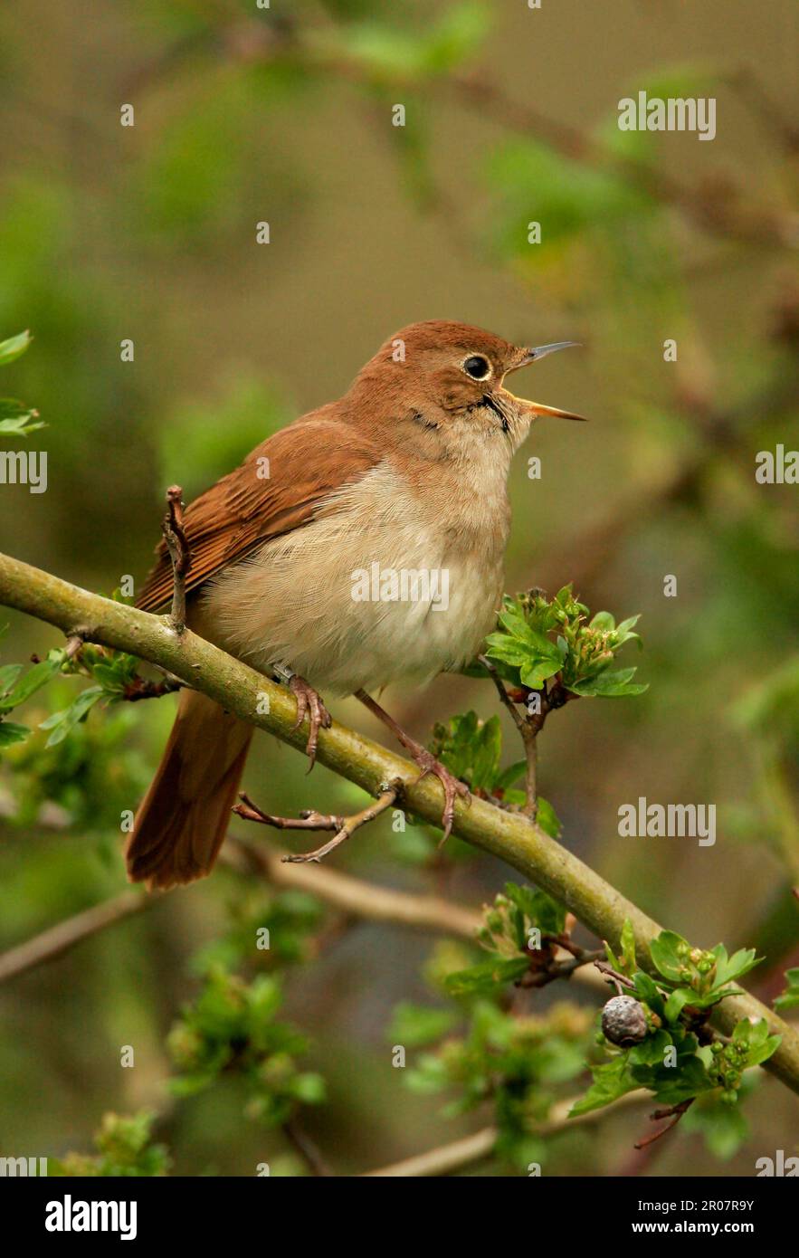 Nightingale, nightingales, songbirds, animals, birds, Common ...