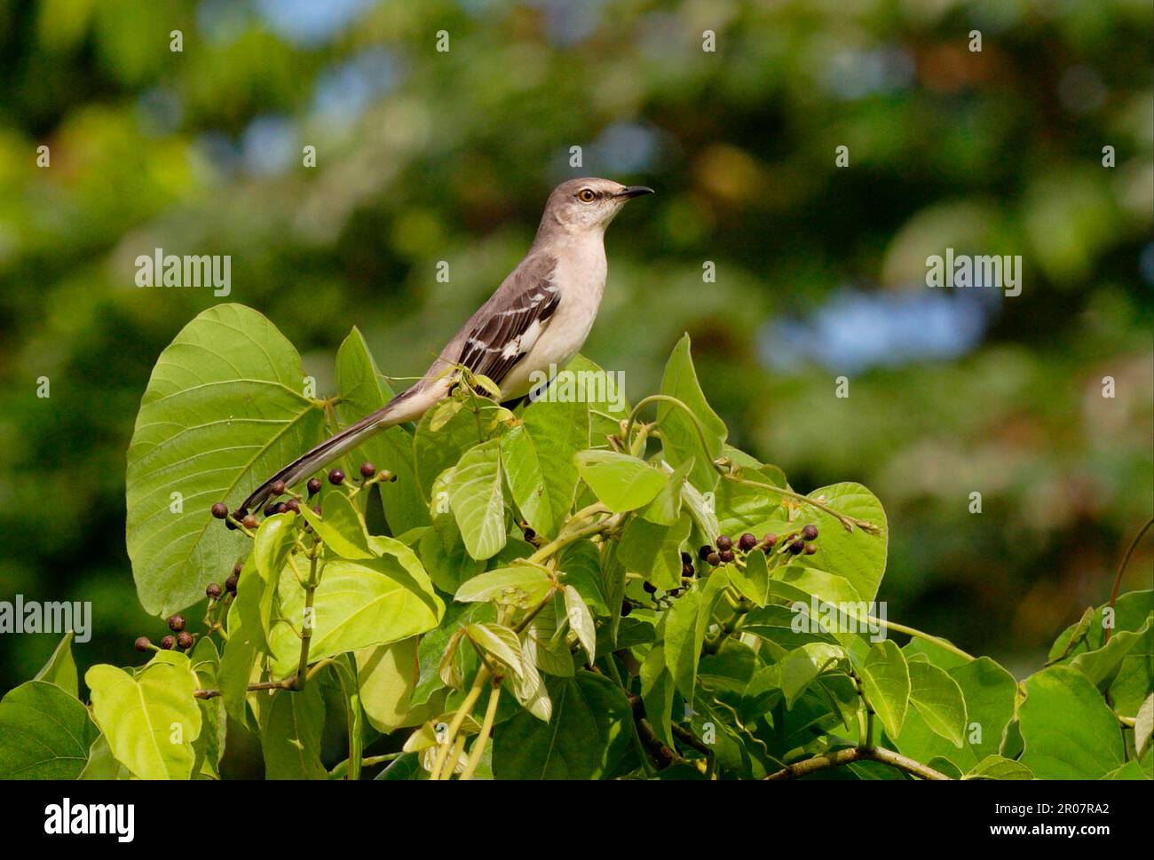 Northern Mockingbird (Mimus polyglottos) adult, perched in fruiting ...