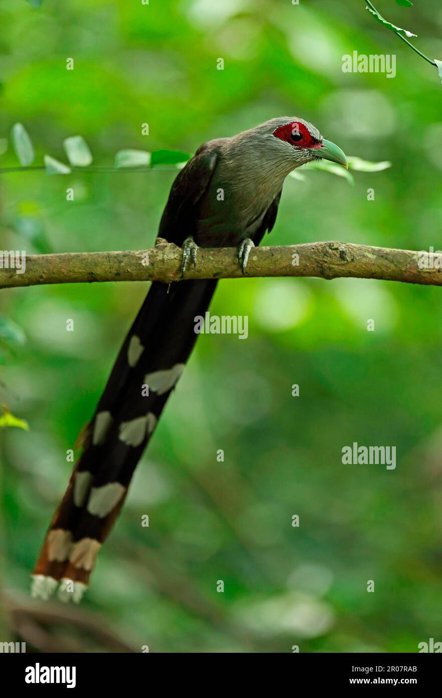 Green-billed Malkoha (Phaenicophaeus tristis longicaudatus) adult ...