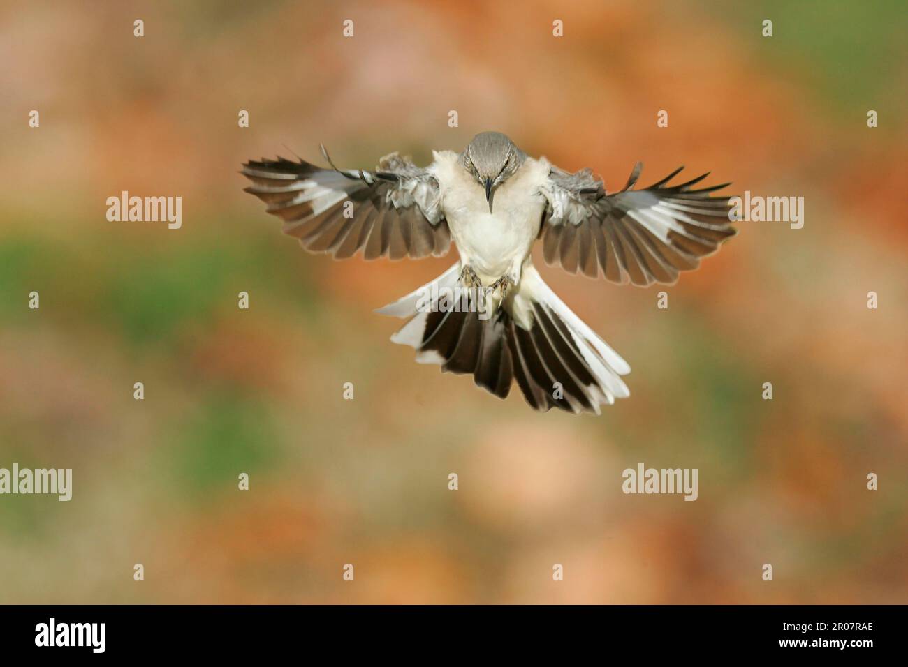 Northern Mockingbird (Mimus polyglottos) adult, in flight (U.) S. A ...