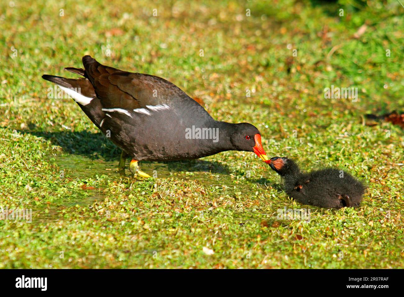 Common common moorhen (Gallinula chloropus), adult foraging chick ...