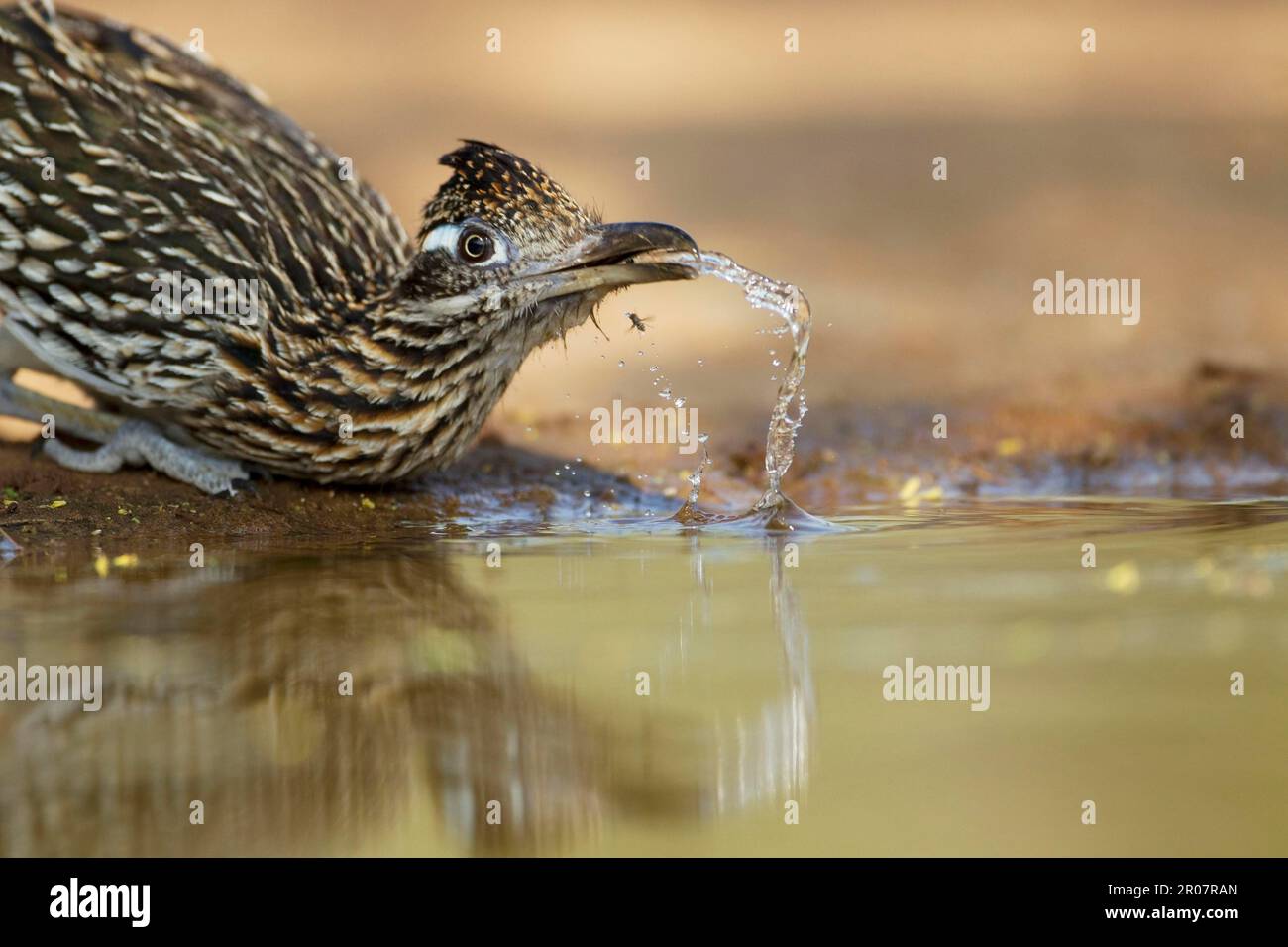 Greater Roadrunner (Geococcyx californianus) adult, drinking from pool ...