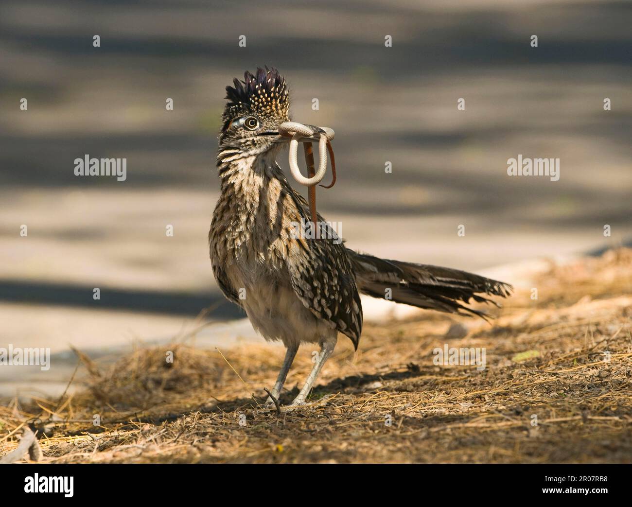 Greater roadrunner (Geococcyx californianus), Roadside Cuckoo, Great ...