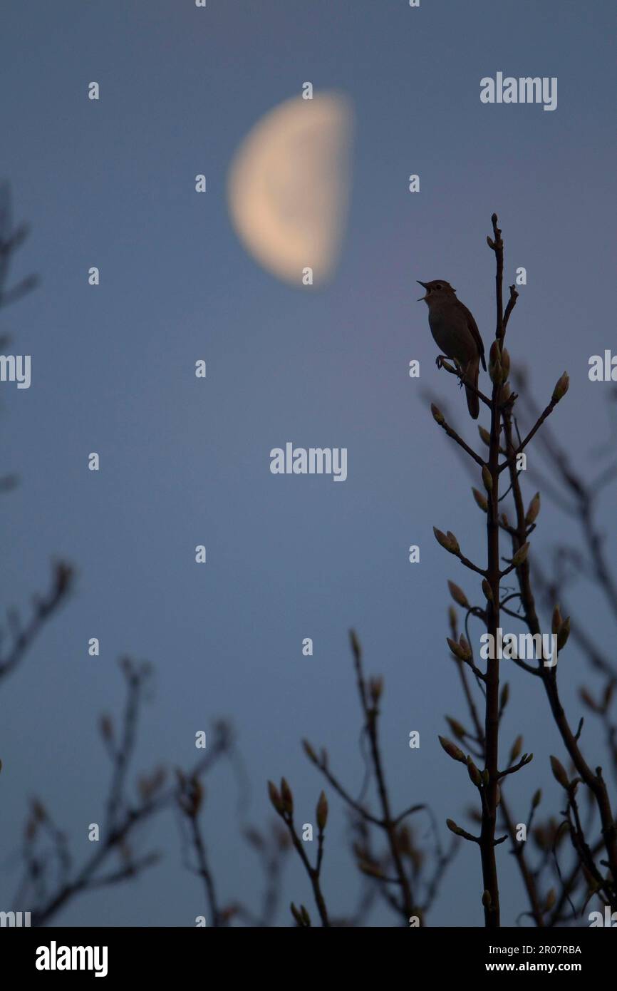 Nightingale singing moon hi-res stock photography and images - Alamy