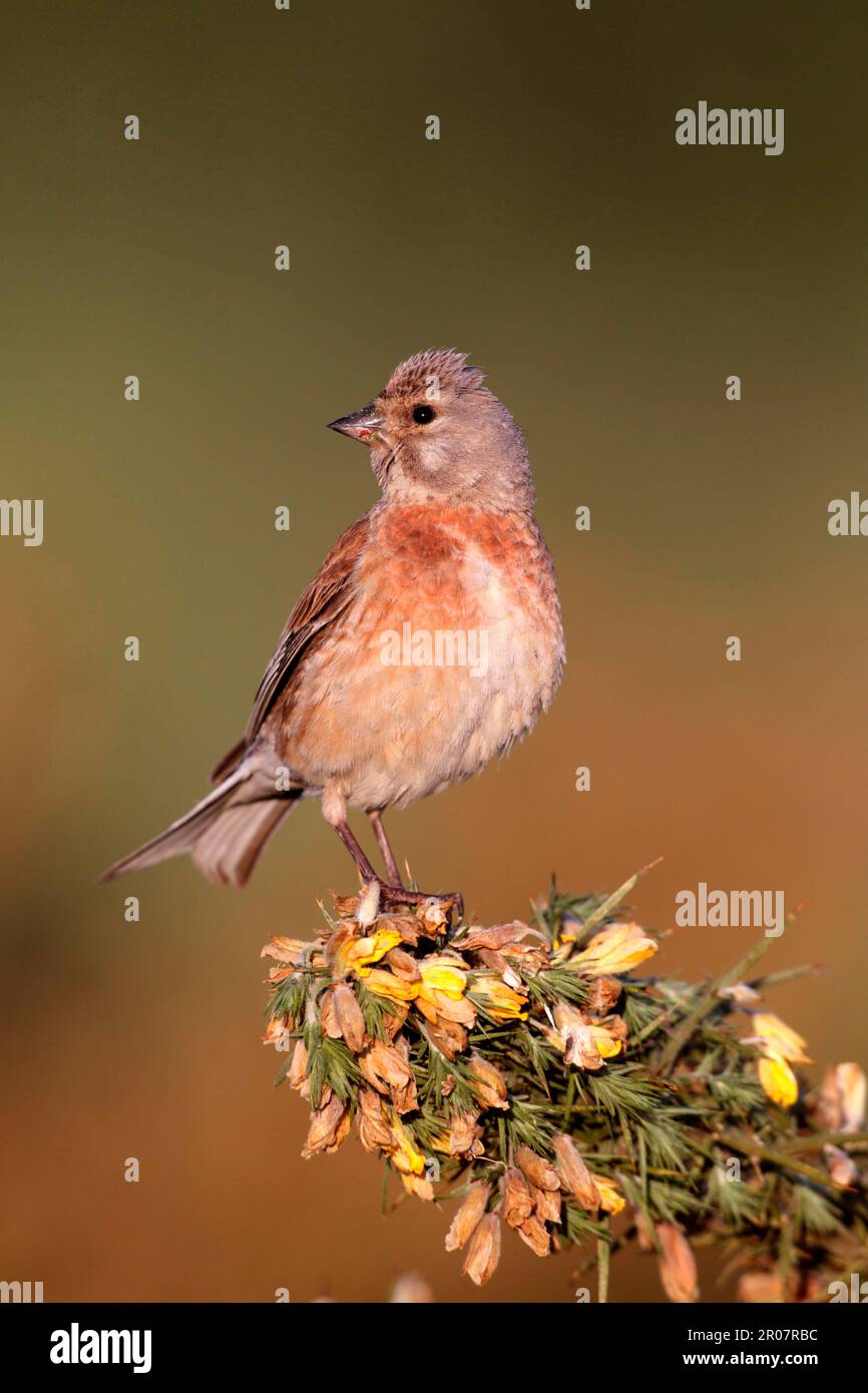 Acanthis cannabina, blood linnet, linnet, linnets (Carduelis cannabina ...