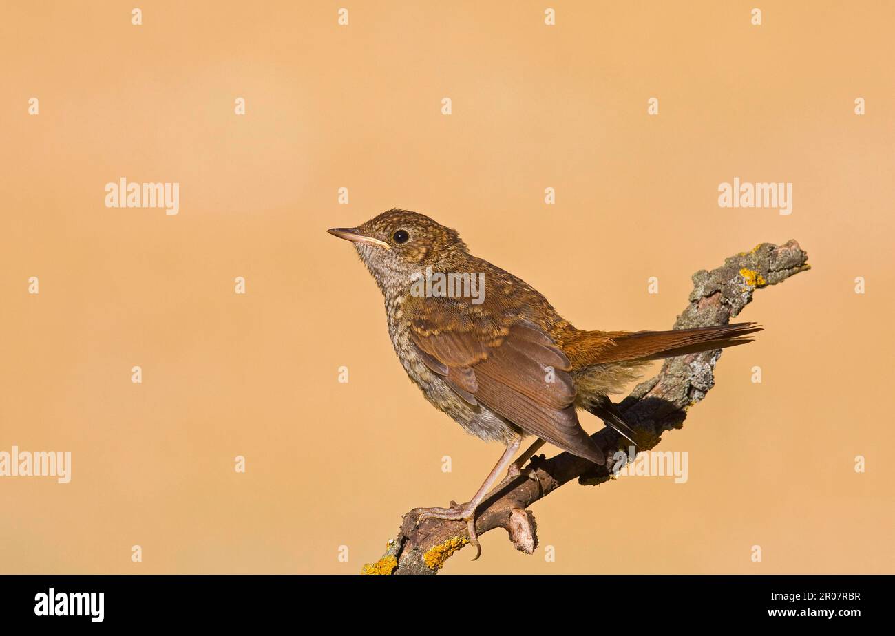 Nightingale, nightingales, Songbirds, Animals, Birds, Common ...