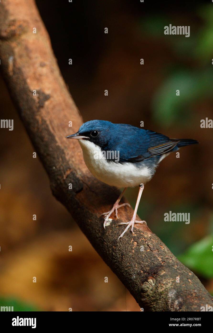 Siberian siberian blue robin (Luscinia cyane), adult male, sitting on ...