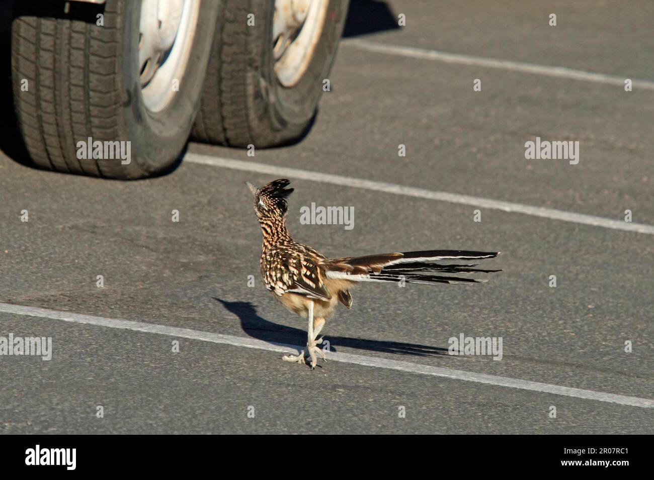 Greater roadrunner (Geococcyx californianus), Roadside Cuckoo, Great ...