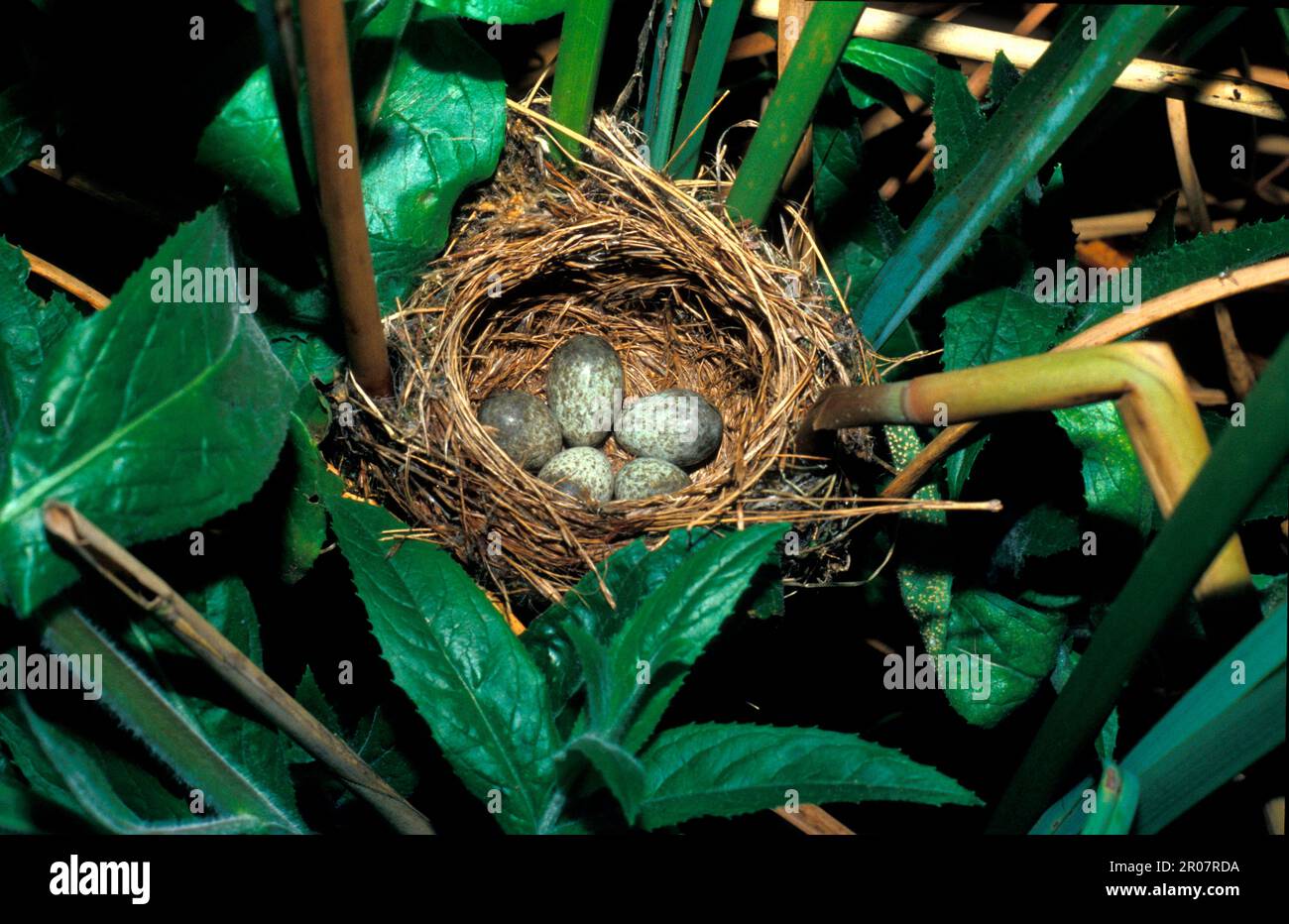 Warbler birds hi-res stock photography and images - Alamy