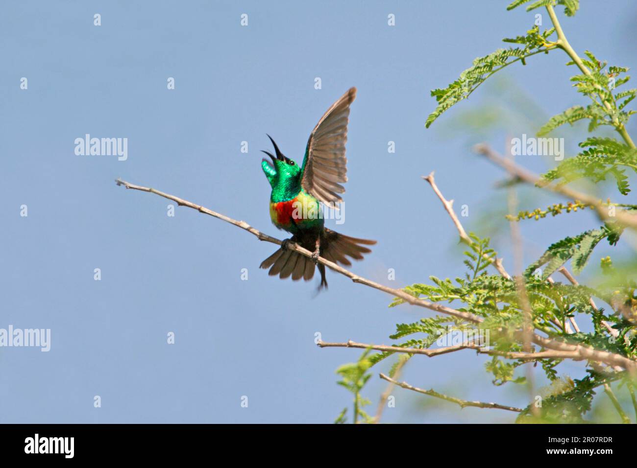 Beautiful Sunbird (Cinnyris pulchella) adult male, displaying, perched ...