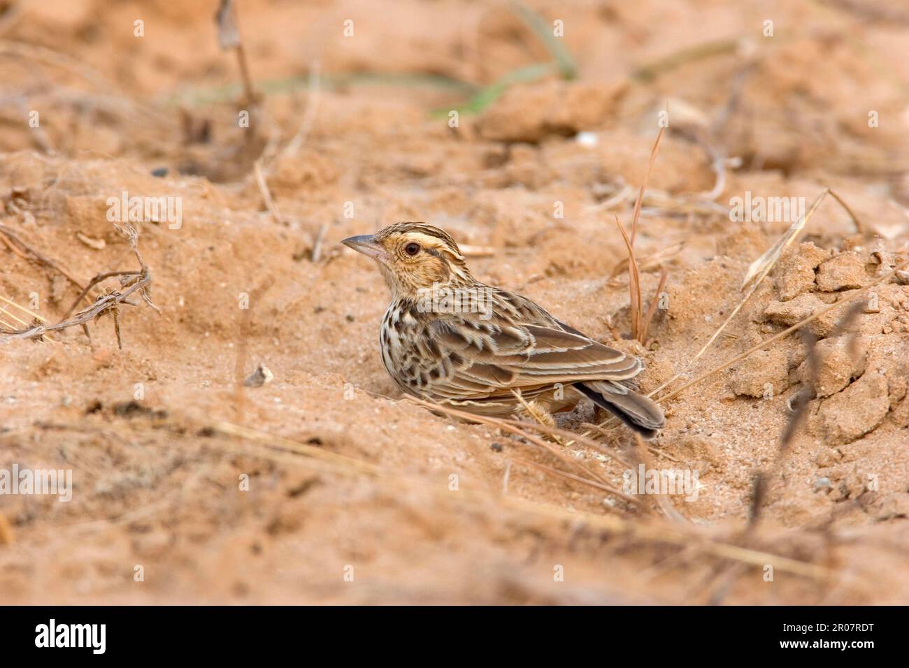 Burmese bush lark (Mirafra microptera), Burmese Lark, songbirds, animals, birds, larks, Burmese ...