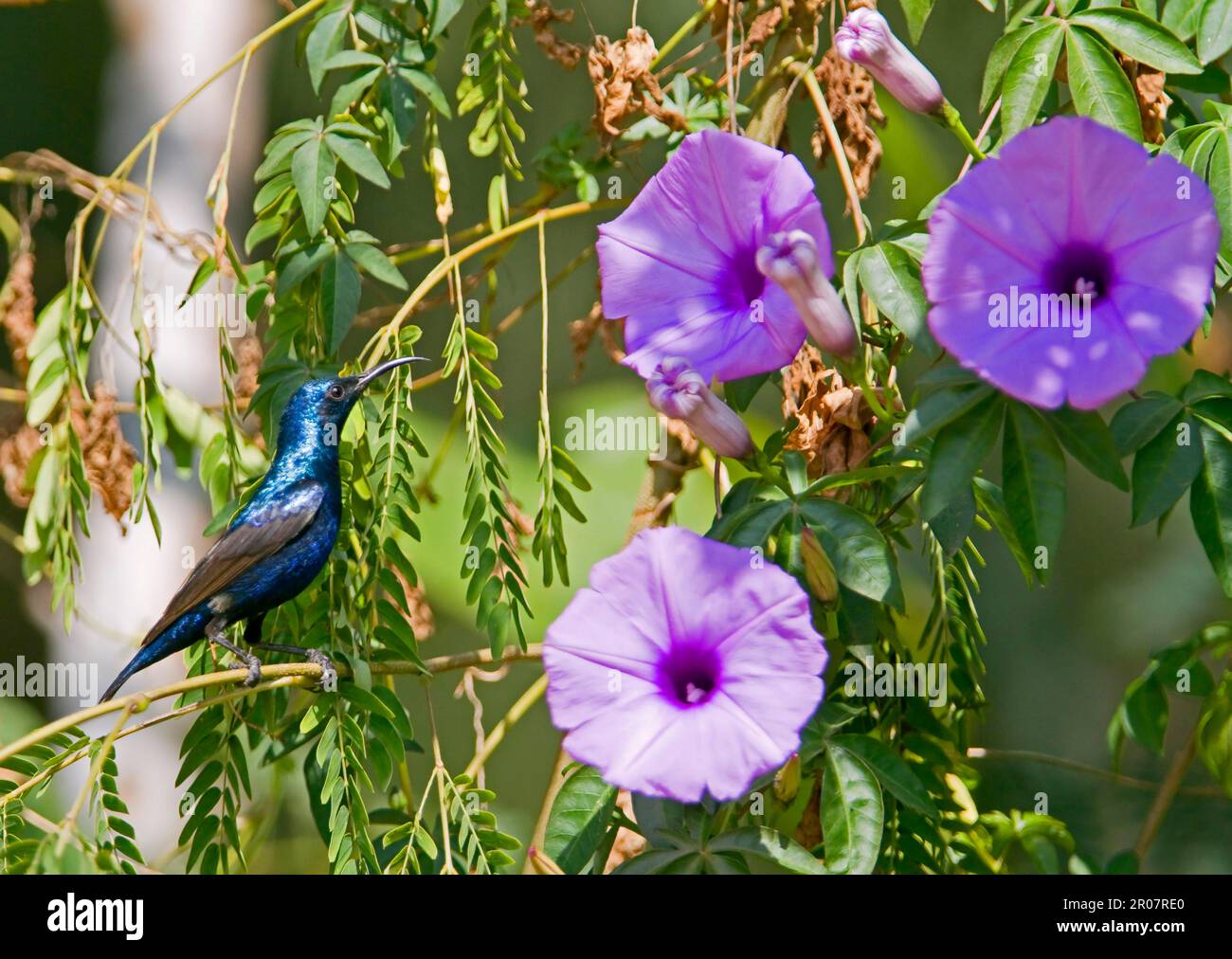 Indian sunbird hi-res stock photography and images - Alamy