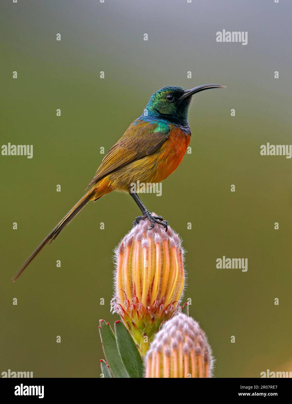 Orange-breasted Sunbird (Anthobaphes violacea) adult male, perched on ...