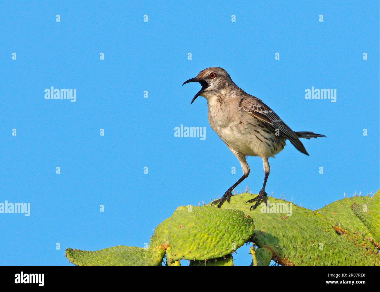 Gundlach Mockingbird, Gundlach Mockingbird, Gundlach Mockingbirds ...